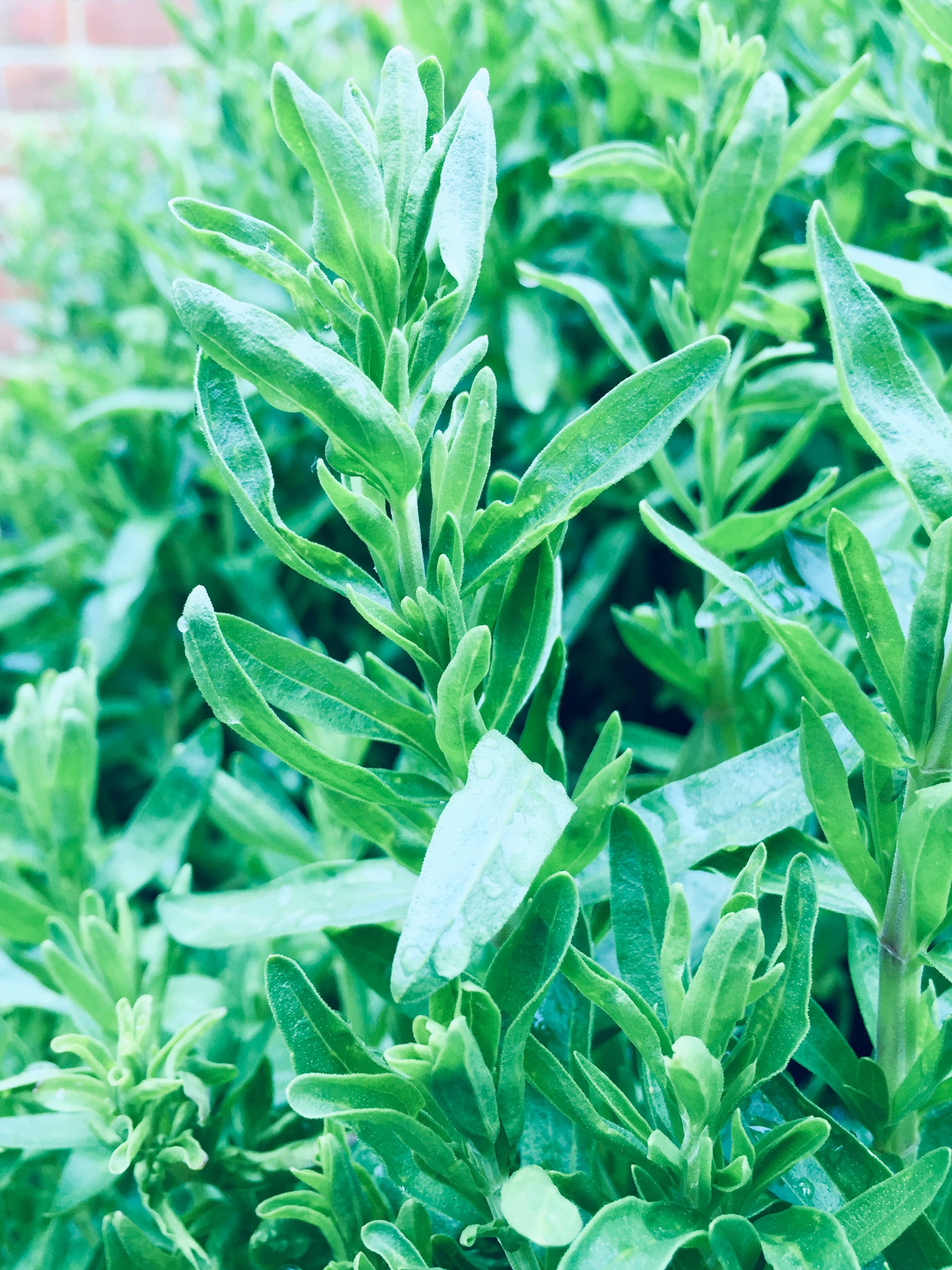 Herbs and Spices – eatmedieval